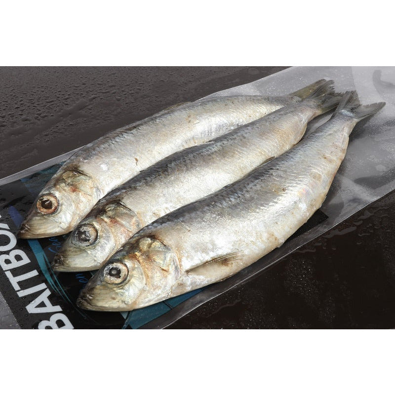 Seafreeze Jack Herring x 3's(In-store Only) – Taskers Angling